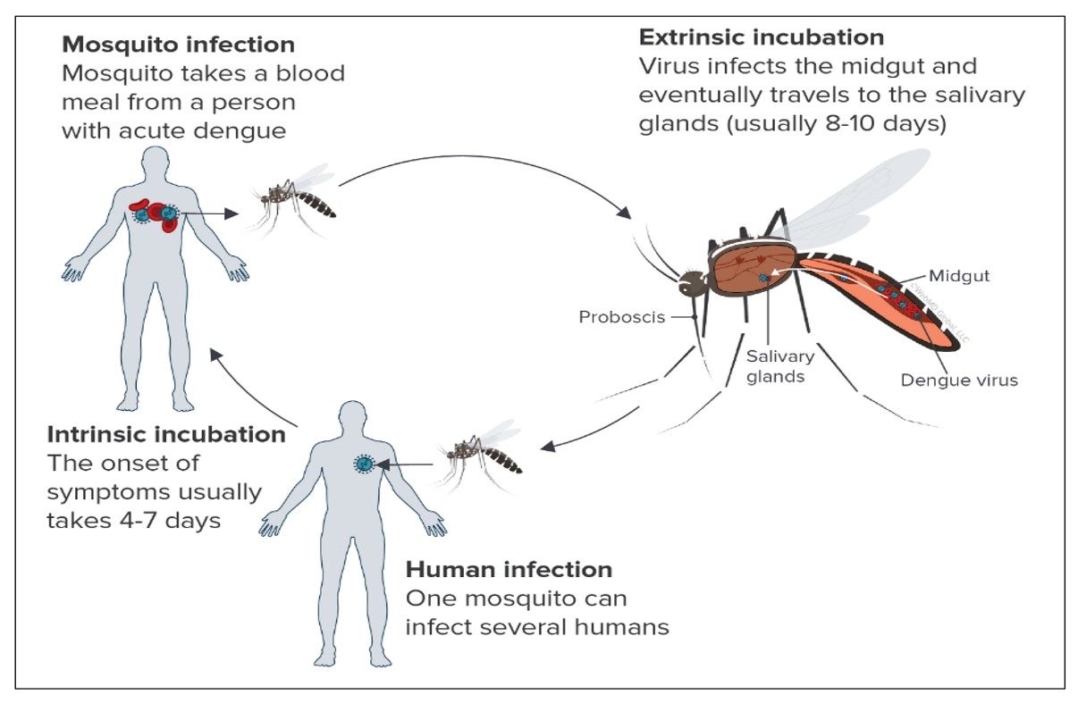 The Shifting Epidemiology of Dengue: From Climate Change to Urbanization